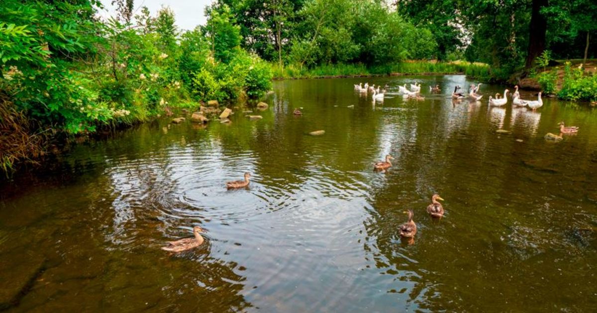 Nature inspired sculpture to be developed at Cannon Hall | Cannon Hall